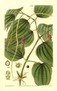 Jonathan Carnes Corners the Pepper Market in 1795 - New England ...