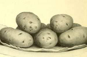 The Noble Spud: 7 Fun Facts About the Potato - New England Historical ...