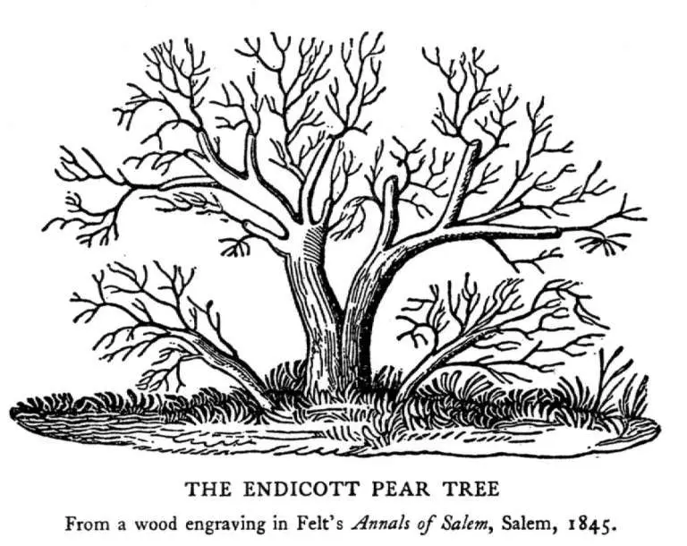 The Endicott Pear Tree, Still Alive in Massachusetts After Nearly 400 ...