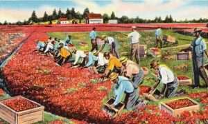 The Great Cranberry Scare of 1959 Wreaks Havoc at Thanksgiving - New ...