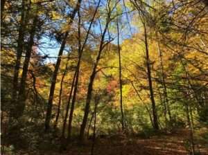 Wheeler-Thoreau Shanty Discovery Acknowledged - New England Historical ...