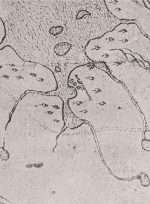 Myles Standish and the Lost Colony of Massachusetts - New England ...