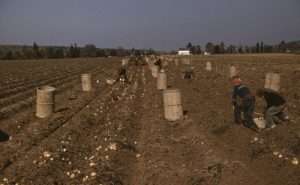 The Noble Spud: 7 Fun Facts About the Potato - New England Historical ...