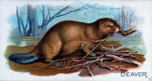 Six Fun Facts About the North American Beaver - New England Historical ...