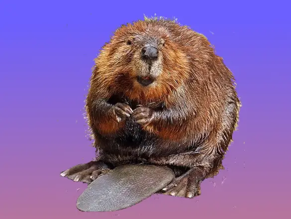 Six Fun Facts About the North American Beaver - New England Historical ...