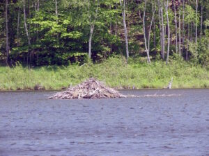 Six Fun Facts About the North American Beaver - New England Historical ...